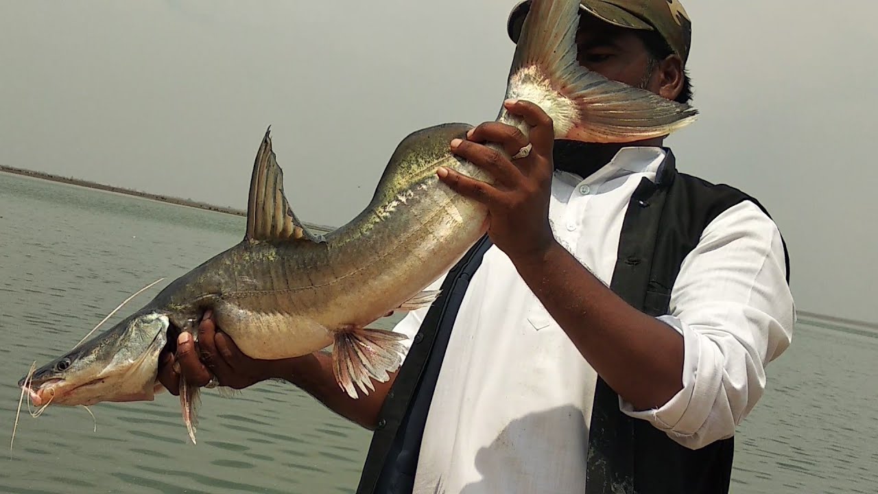 Big tengara fish 5kg cat king spoon fishing - YouTube