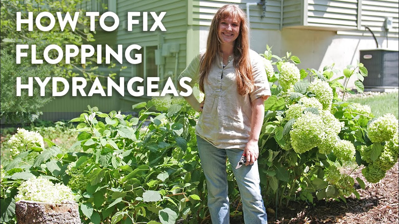 Why Is My Hydrangea Flopping Over? | 3 Reasons and How to Fix It - YouTube