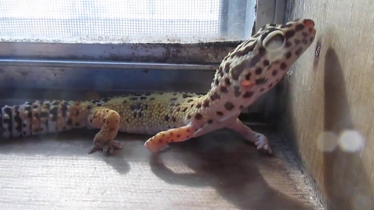 A Leopard Gecko With Metabolic Bone Disease Effecting His Front Legs ...