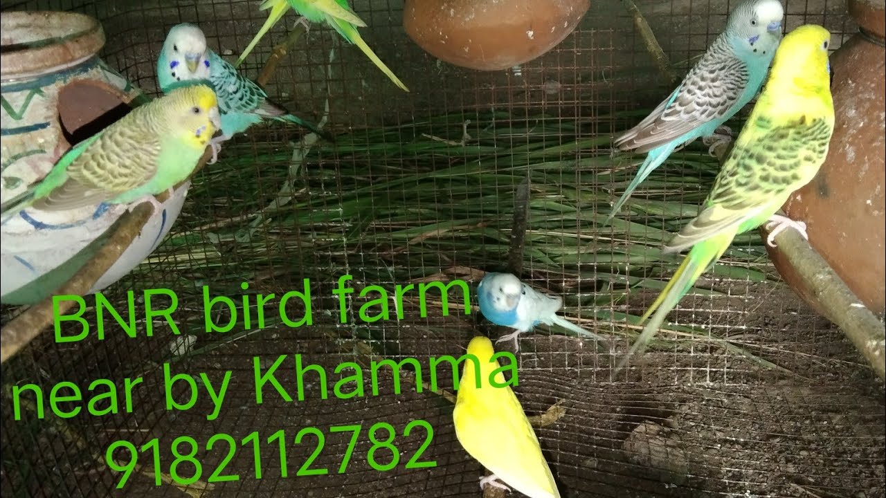 BNR bird farm.near by Khammam.9182112782 - YouTube