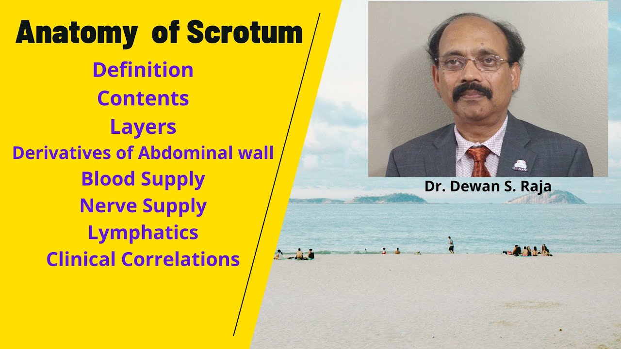 Anatomy of Scrotum - YouTube