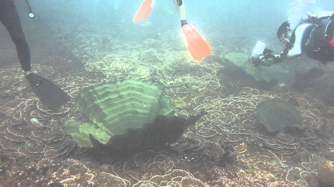 GUAM GAPGAP2 트레발리 나비고기 - YouTube