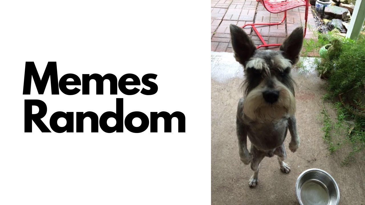 Memes Random (Si te ries 1 vez, reinicias) - YouTube