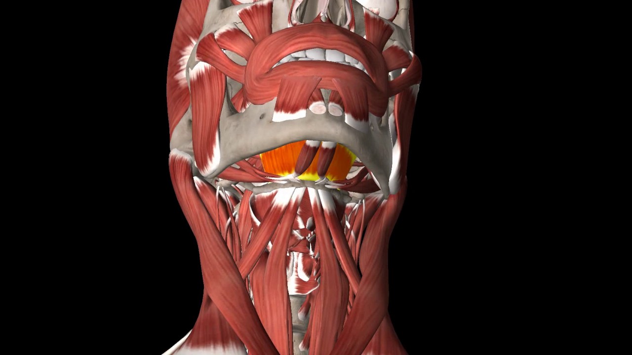 3 muscle gross anatomy hyoid mm - YouTube