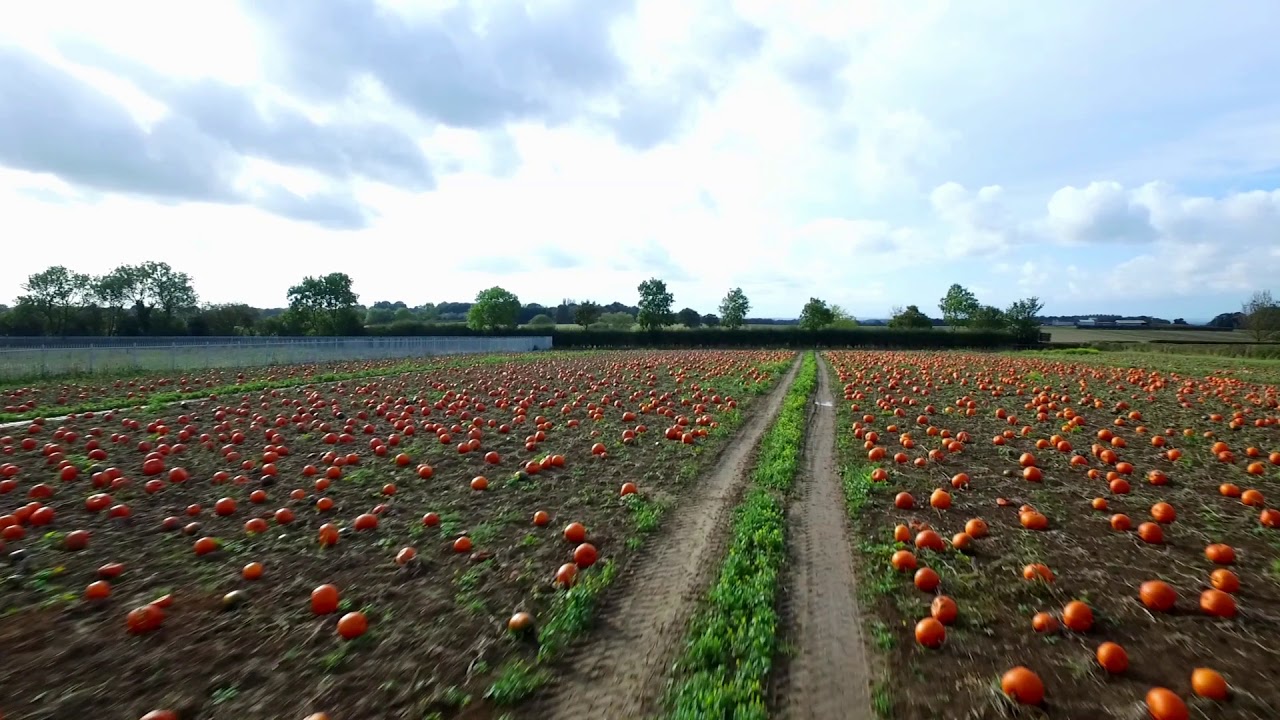 The Pumpkin Patch Produce - Pick Your Own Pumpkins Drone Footage - YouTube