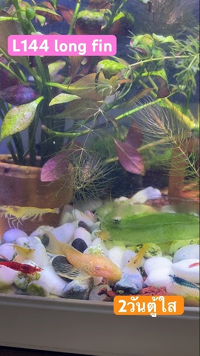 L144 Long Fin ใส่ไป2 วัน ตู้กุ้งใสๆเลยนะทุกคน #l144 #l144longfin #shrimp #shots #ด้าจ๋าpets ...