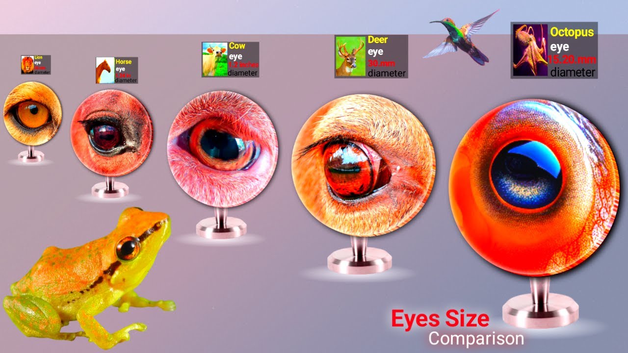 Eye Size Comparison | Animals Eye Size Comparison | Monster Eyes Size ...
