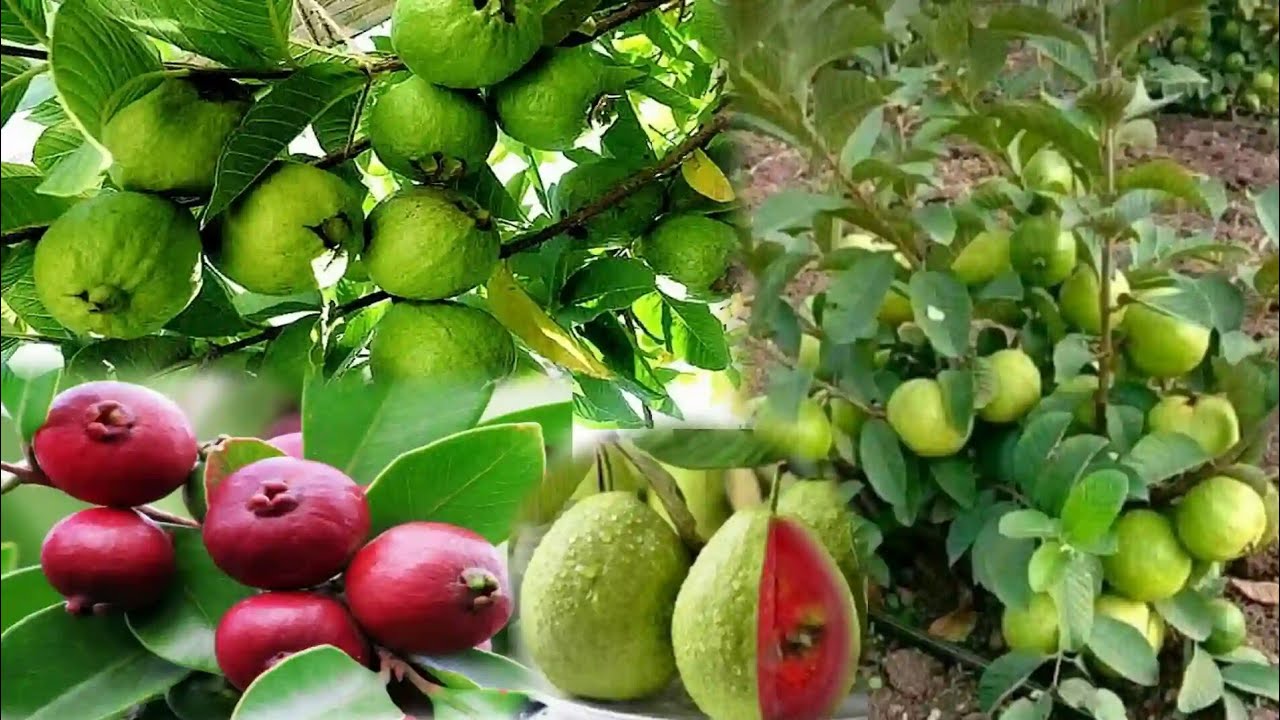 Taiwan Guava Fruit Harvesting 9775876545 Taiwan Guava FarmingTaiwan ...