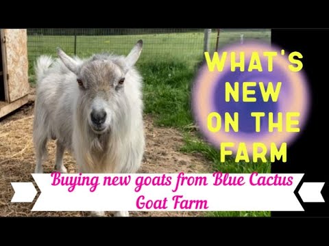 What's New. Buying fabulous goats from Blue Cactus Goat Farm - YouTube