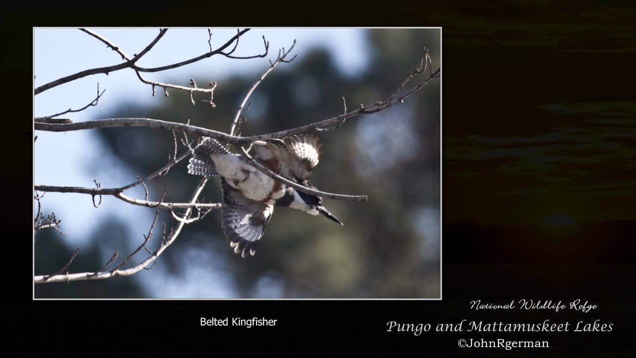 Pungo and Mattamuskeet Lakes, North Carolina - YouTube