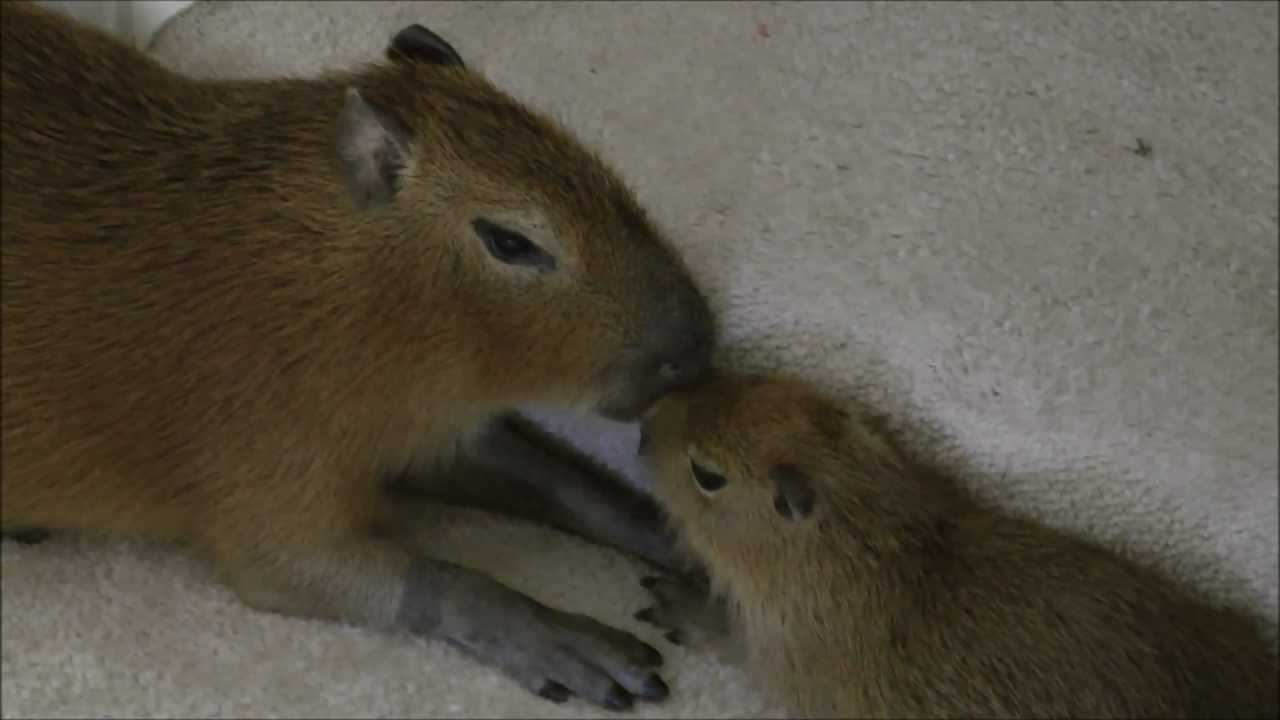 Tuff'n Capybara Kisses Romeo Capybara 強くするカピバラキスロミオ - YouTube