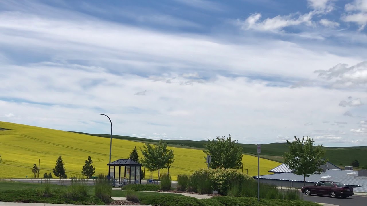 Canola fields, Walmart Pullman, Washington - YouTube