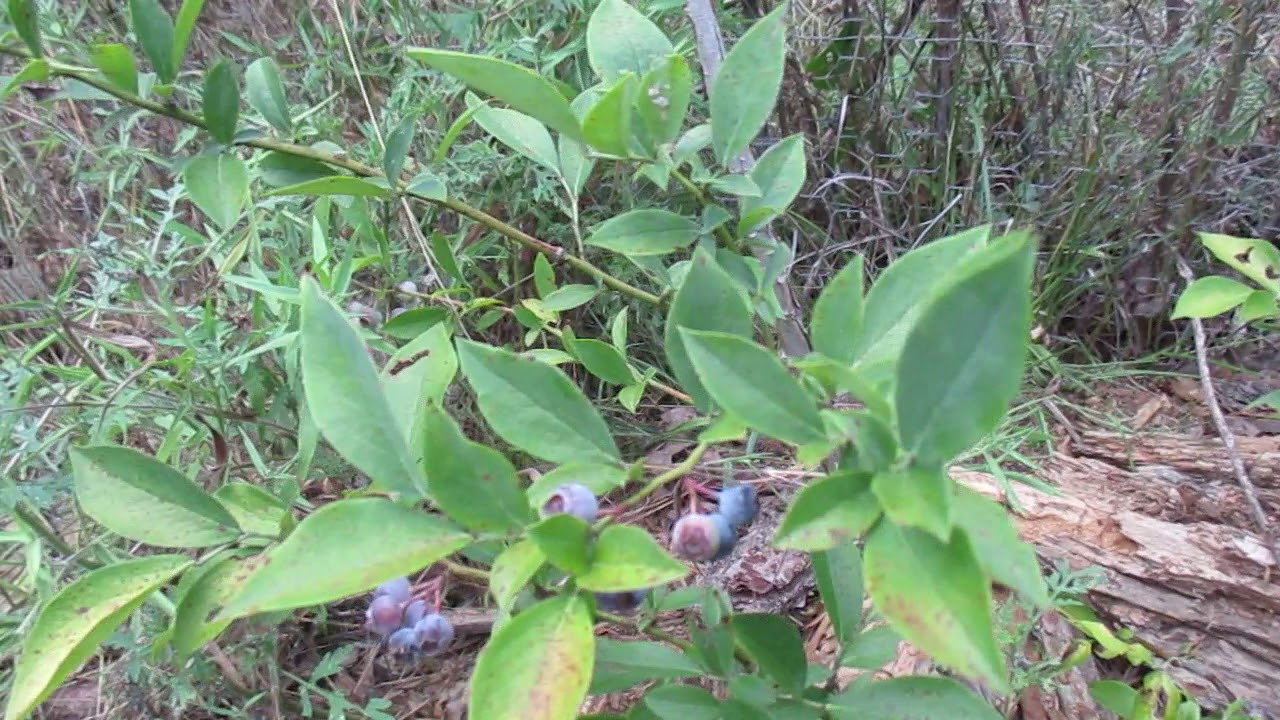 Brightwell Rabbiteye Blueberry - YouTube