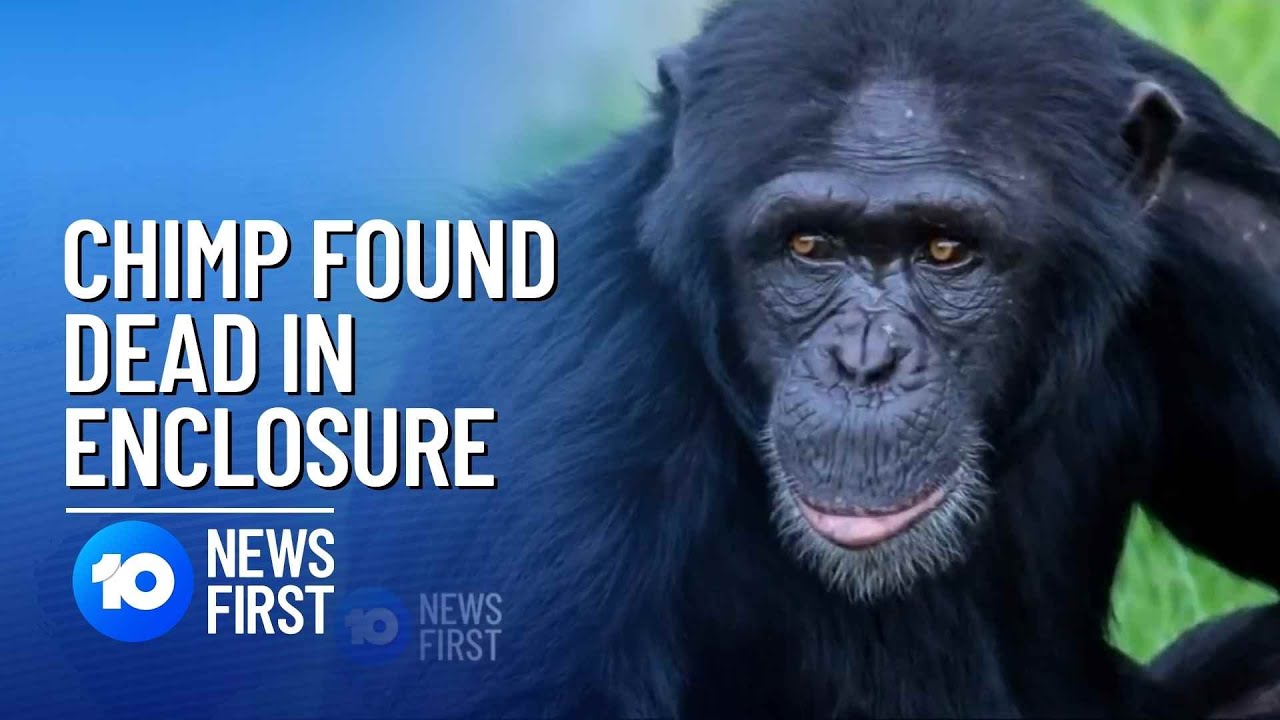 Chimpanzee Dies After Sparking Lockdown At Sydney Zoo | 10 News First ...