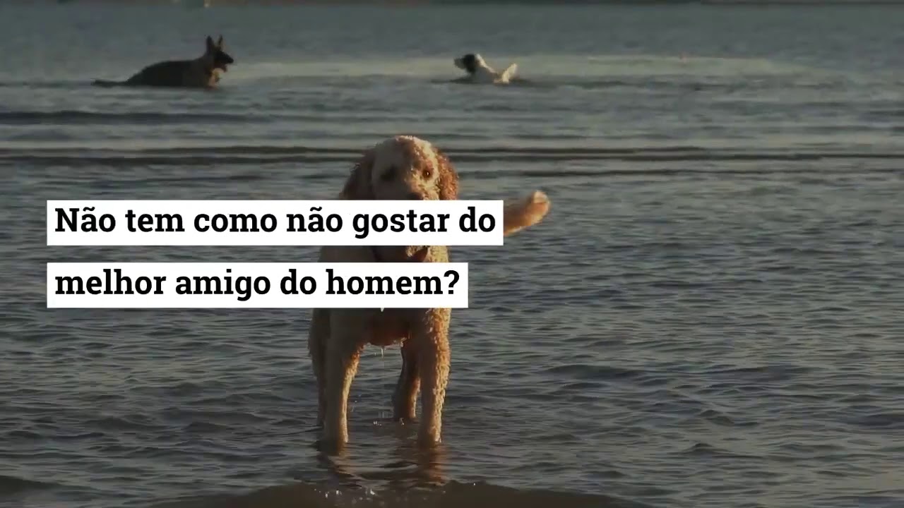 Qual seu animal preferido? - YouTube