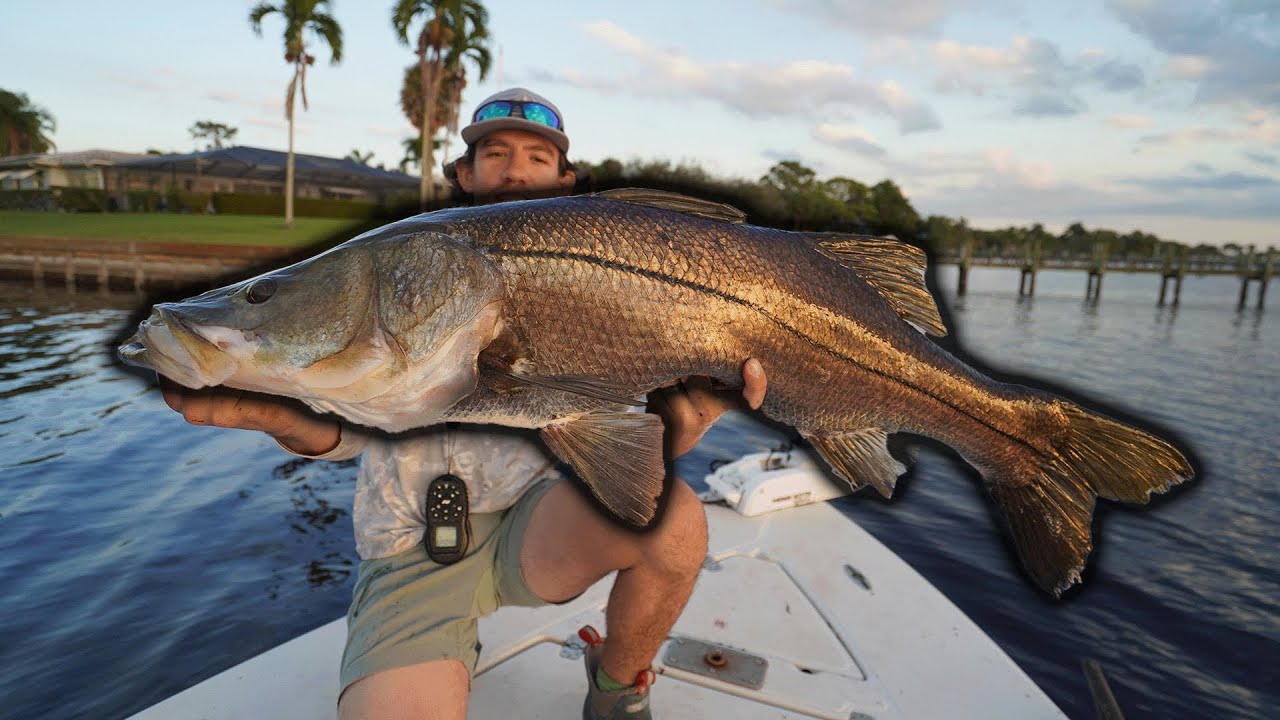 Catching GIANT SNOOK In RESIDENTIAL Canals - YouTube