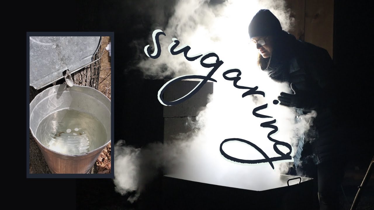 SUGARING (our first MAPLE SYRUP harvest) | SLOW LIVING FAMILY - Spring ...