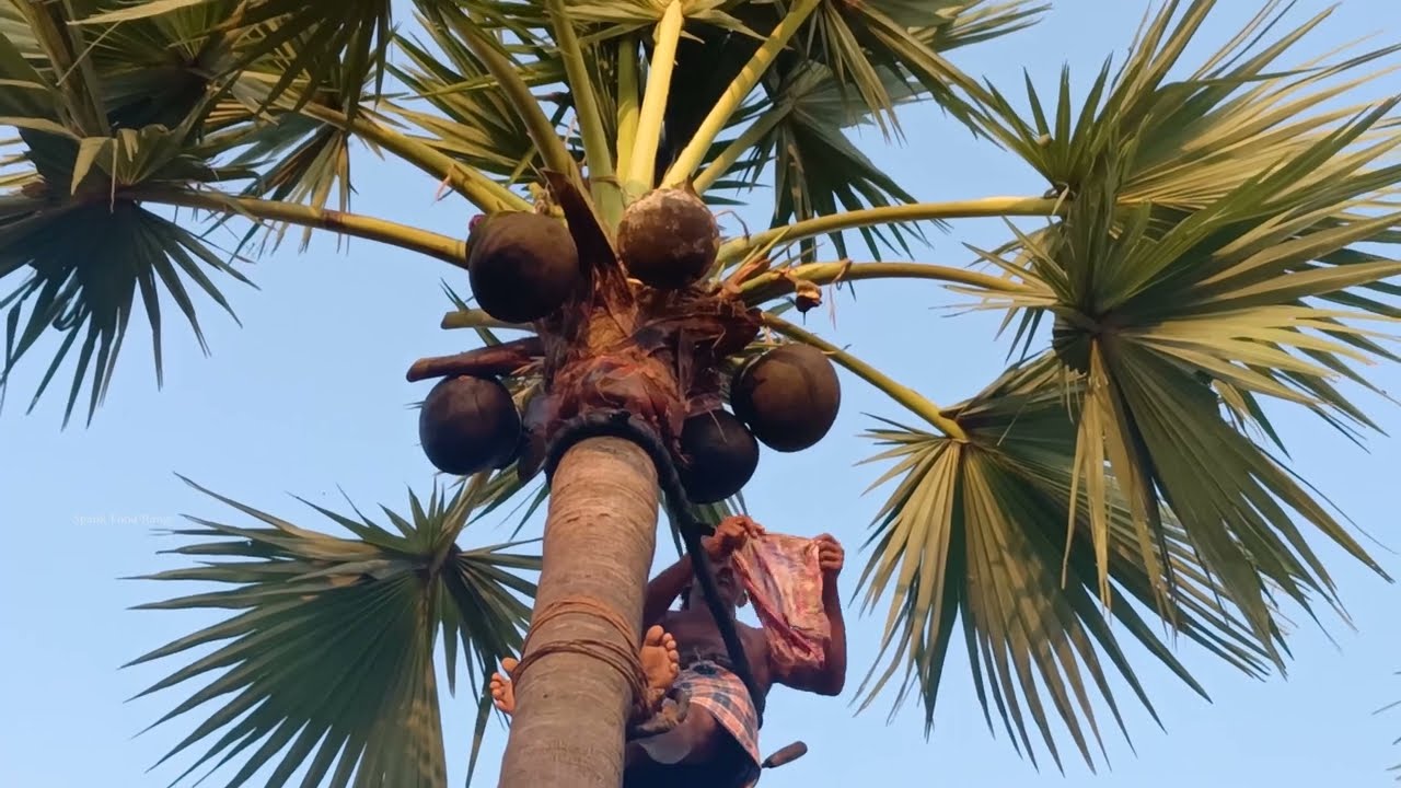 Daily Risky Profession - Morning Fresh TODDY PALM SAP "Thaati Kallu ...