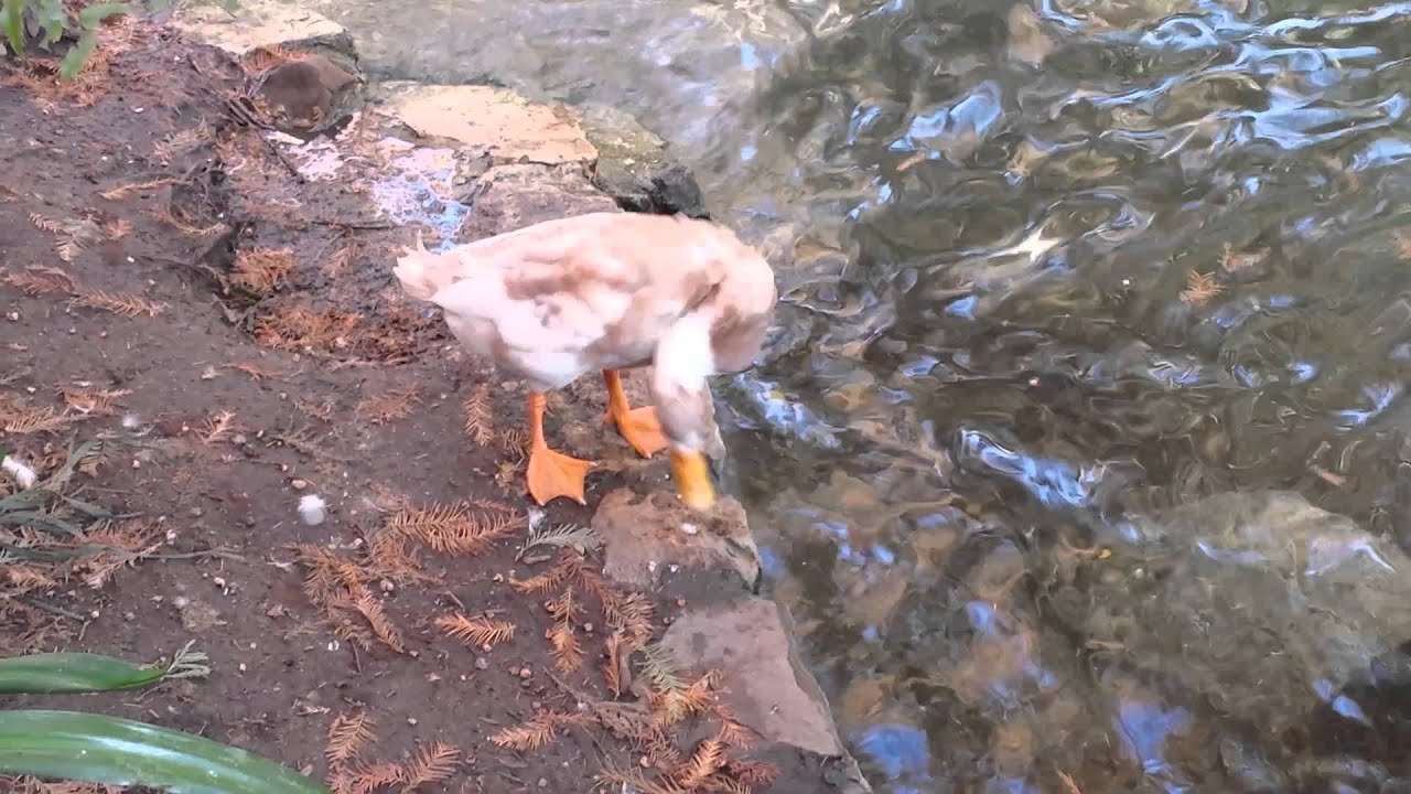 Duck with Broken Neck - YouTube
