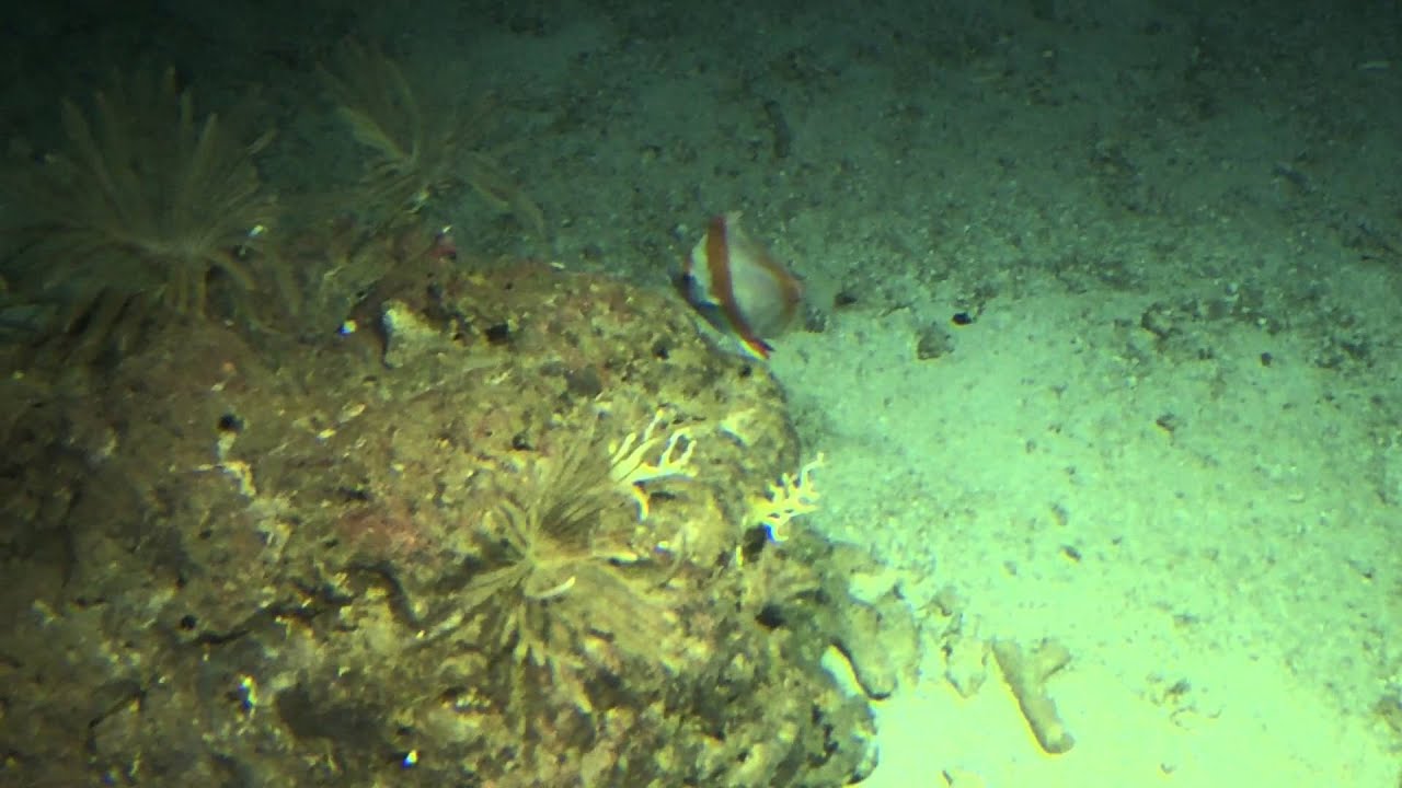 Antigonia Boar fish - YouTube