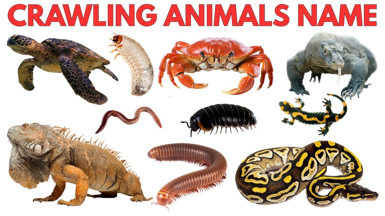 Crawling Animals Names | Learn Creepy Crawlies, Reptiles & Insects in ...