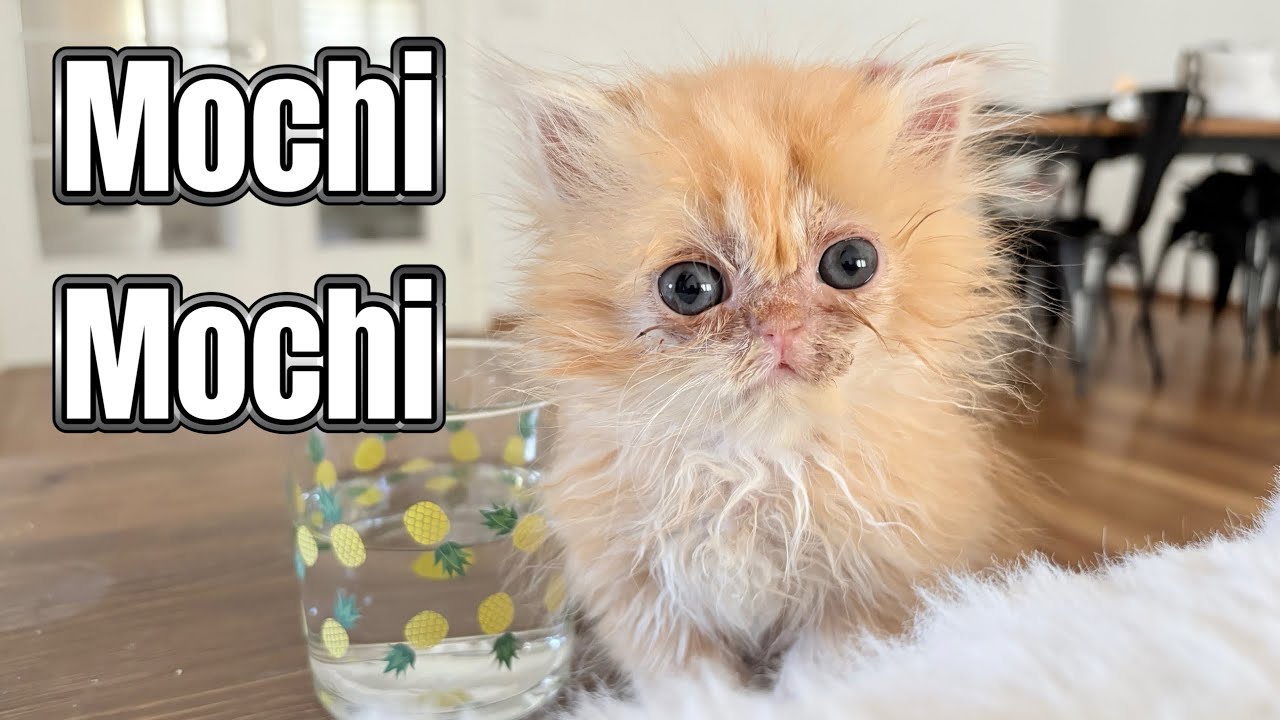 This is not a monkey but a cute kitten called Mochi mochi - YouTube