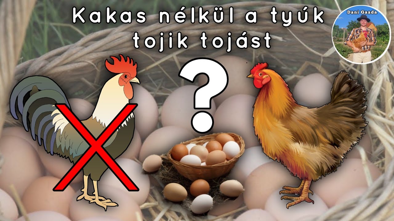Kakas nélkül a tyúk tojik tojást? | Dani Gazda - YouTube