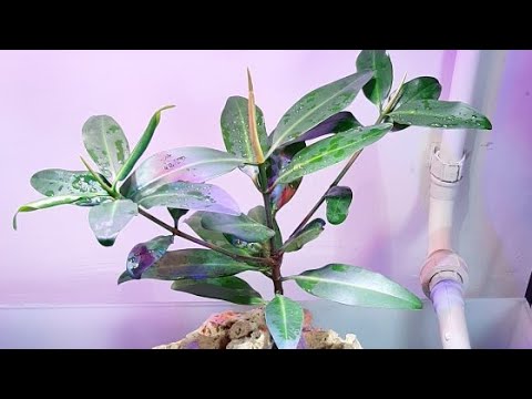 Mini Mangue - YouTube