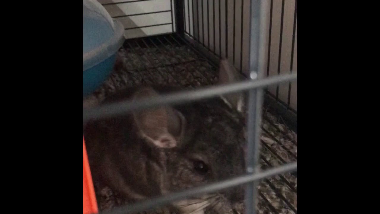 Meet The Chinchillas! Introduction to the Chill Chinchillas! - YouTube
