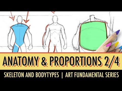 Art Fundamentals: Basic Anatomy & Proportions 2/4 - YouTube