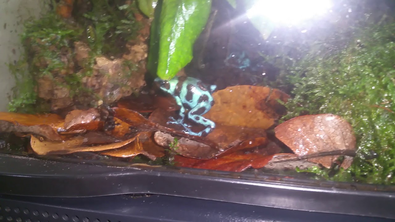 Finally found our first baby Dendrobates Auratus! - YouTube