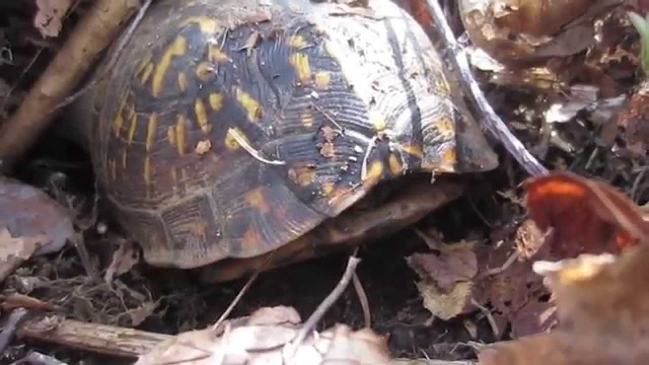 Locating Turtles with Radio Transmitters, Part One: Eastern Box Turtles ...