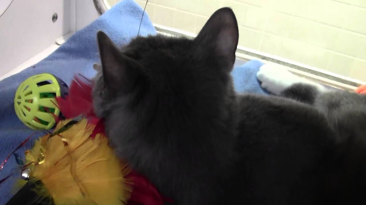 Say Hello to Zac! - YouTube