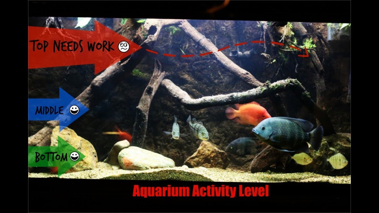 Encouraging Aquarium Fish To Utilize All Levels Of The Tank - YouTube