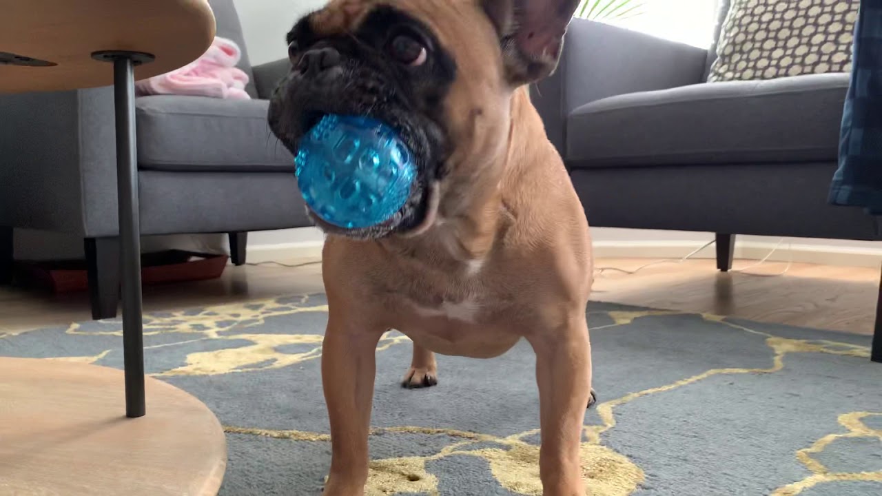 Silly Frenchie Playing Ball - YouTube