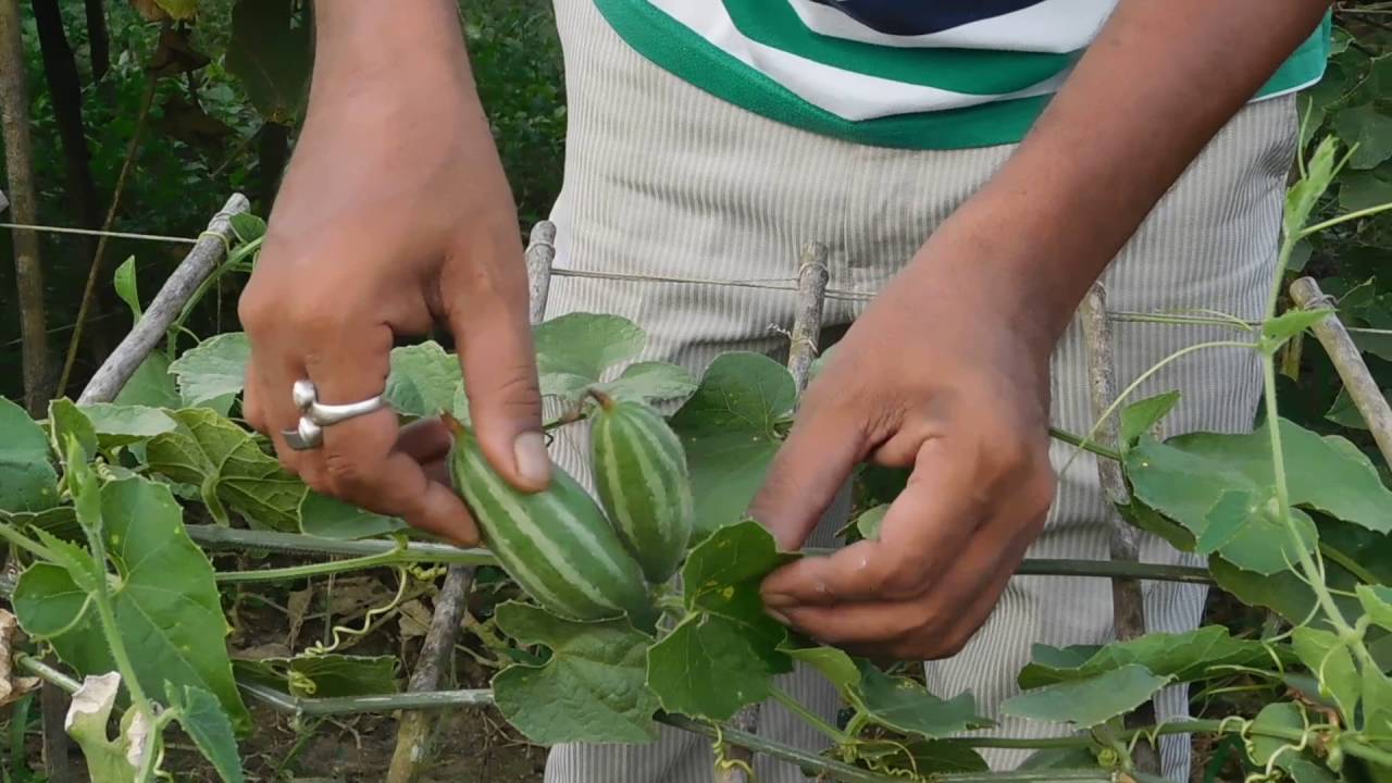Patal/Parwal Cultivation - YouTube