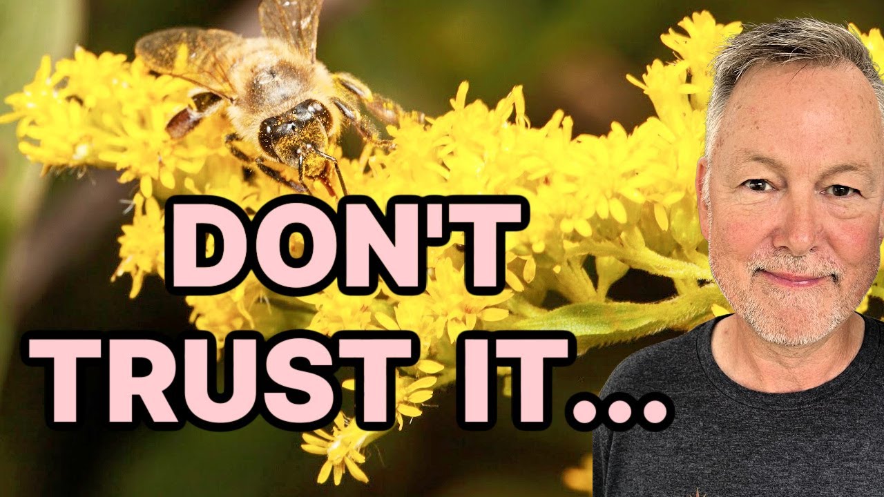 Beekeeping | Do Honey Bees Benefit From A Fall Golden Rod Flow? - YouTube