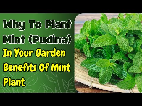 Why To Plant Mint (Pudina) In Your Garden Benefits Of Mint Plant - YouTube