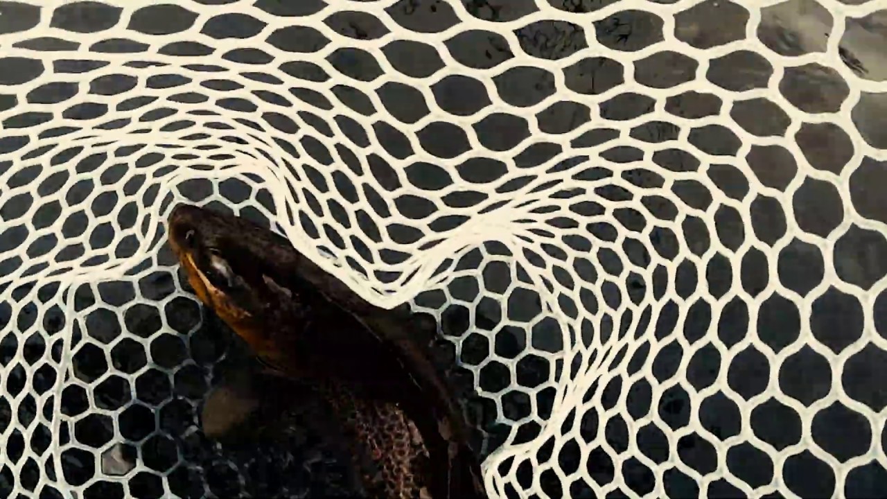 Just Another Yellowstone River Streamer-Eater! - YouTube