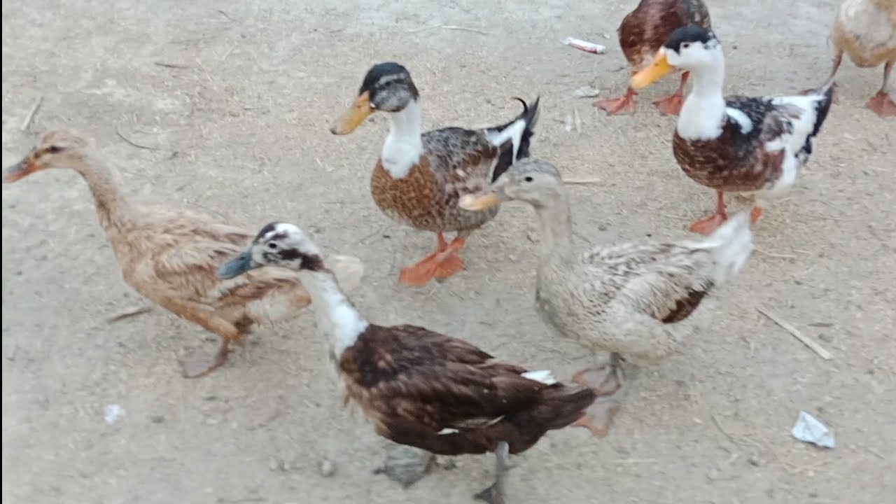 🦆🦆 Chhoti battakh ghumti Hui🦆🦆#battakh #smallduck #ducklover #ducks # ...