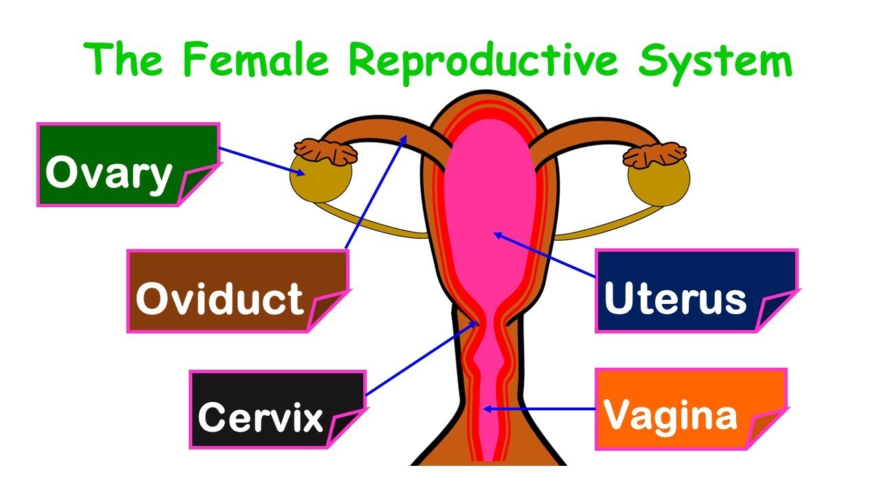 The Female Reproductive system - YouTube