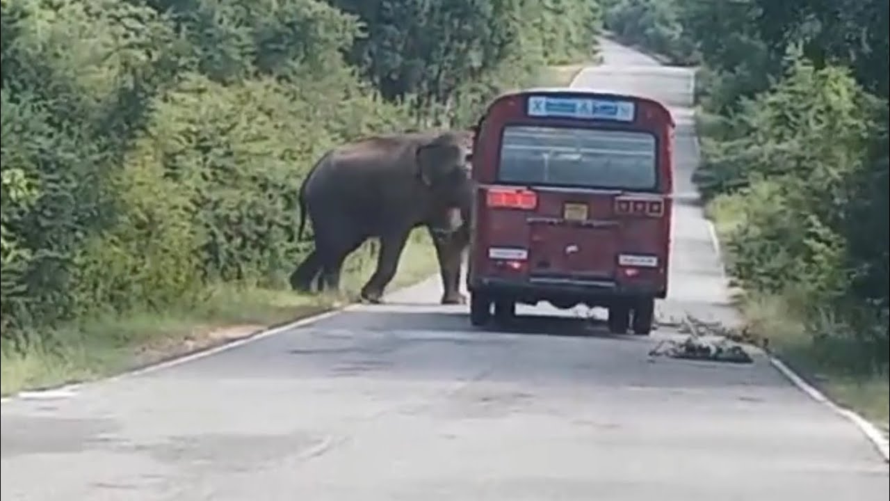 beautiful wild Elephant on the Road.waiting for food #Attacks#Sls ...