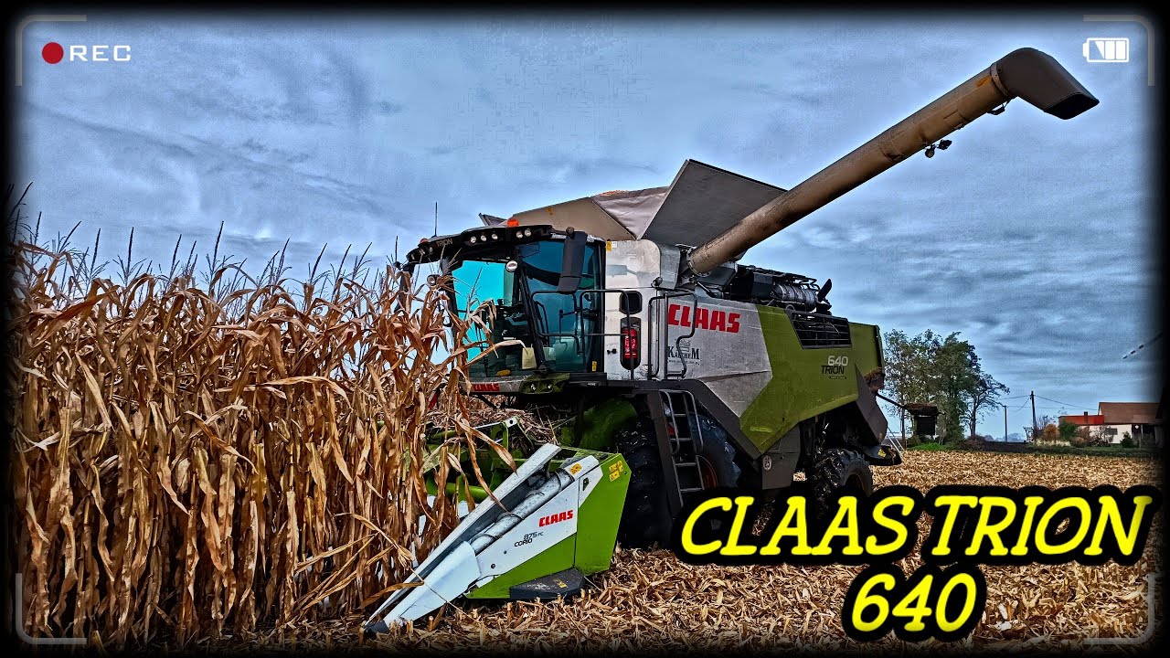 P L 🔥 CLAAS TRION 640 💪 KOSZENIE KUKURYDZY NA ZIARNO 😎 - YouTube
