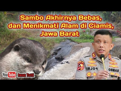 Sambo, Si Baby Otter Menikmati Alam di Batu Ngampar, Ciamis #otter # ...