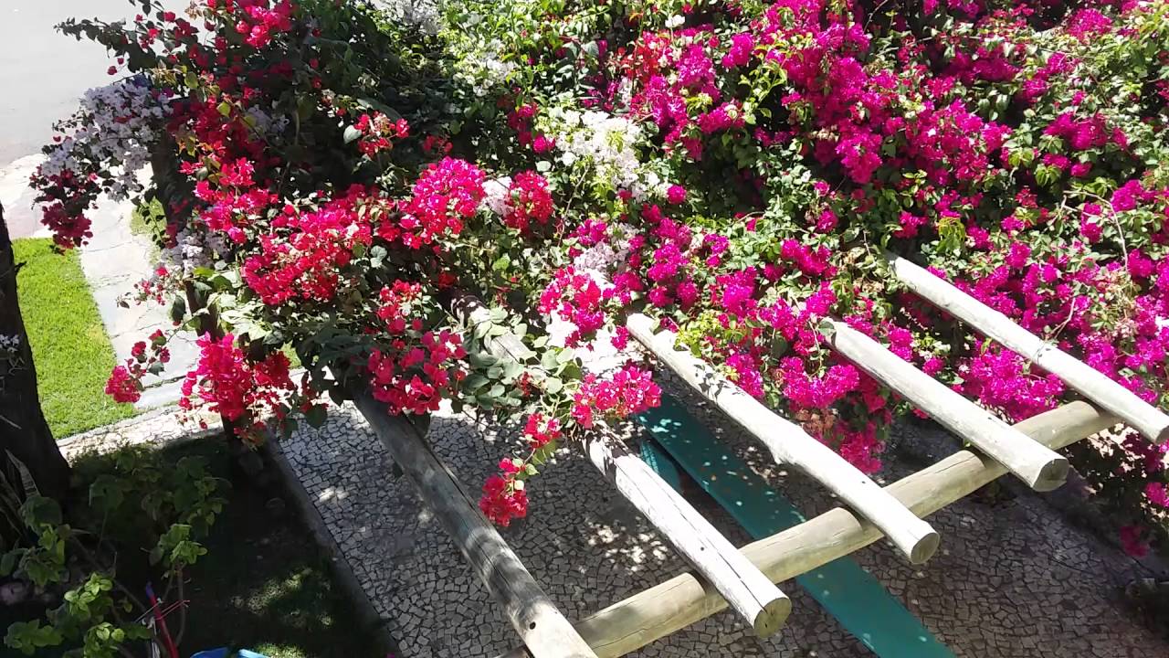 Pergolado de primaveras, na pousada primavera em Bonito-MS - YouTube