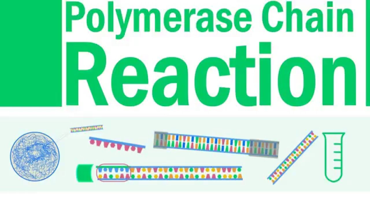 Polymerase chain reaction(PCR) Molecular Biology - YouTube