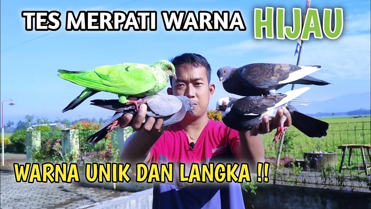TES TERBANG MERPATI WARNA HIJAU‼️ - YouTube