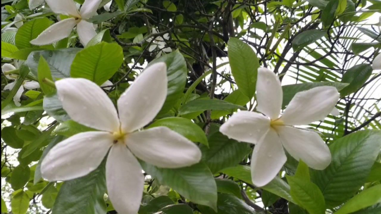 अनन्त के फूल और पेड़/Anant flower's tree/White flowers with excellent ...