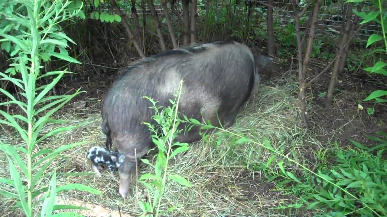 Ossabaw Island Hogs - Zendik Farm - Rare Breed pigs.MP4 - YouTube