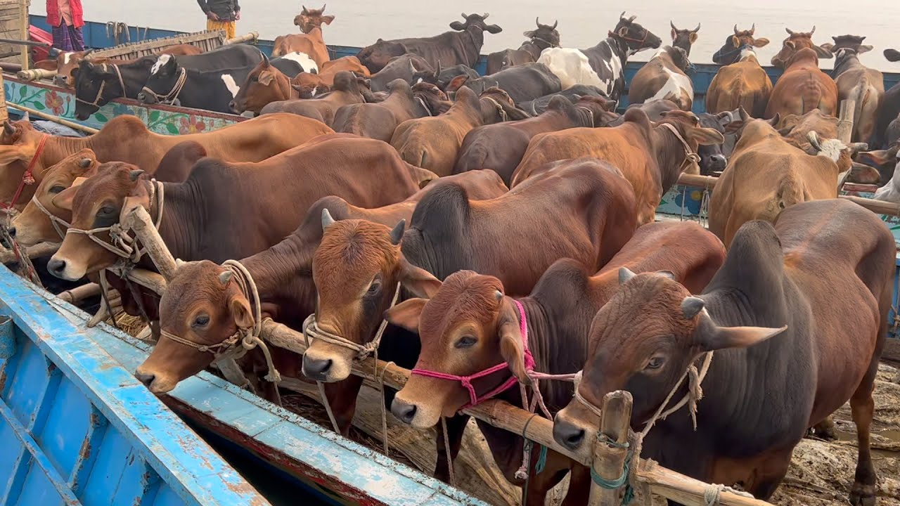 cow unloading, cow videos, cow video, big cow, goru hamba cow, Ep - 218 ...